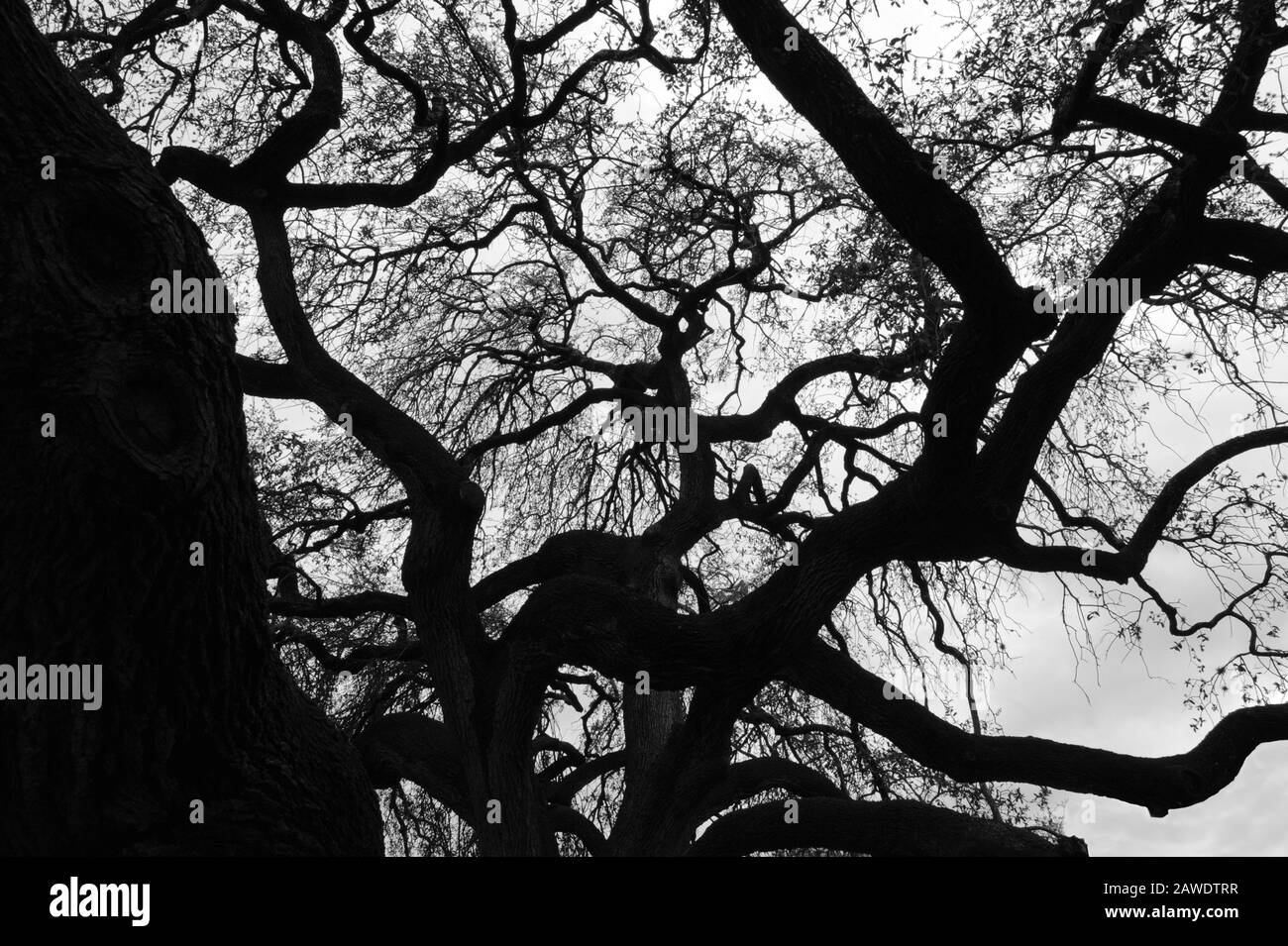 Black tree leaves limbs hi-res stock photography and images - Alamy