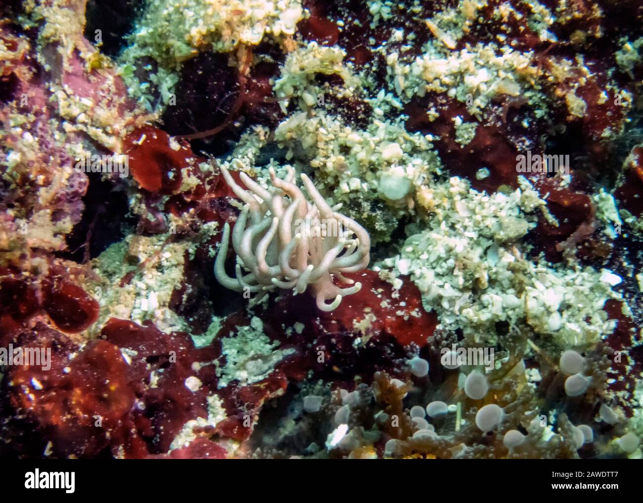 A Made-up Phyllodesmium (Phyllodesmium serratum Stock Photo - Alamy