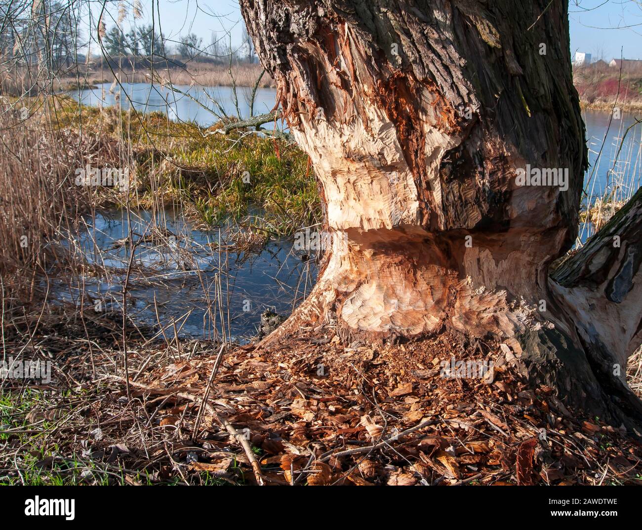 Gnawed Trees, Tree cut by eurasian beaver, Beaver damage Stock Photo ...