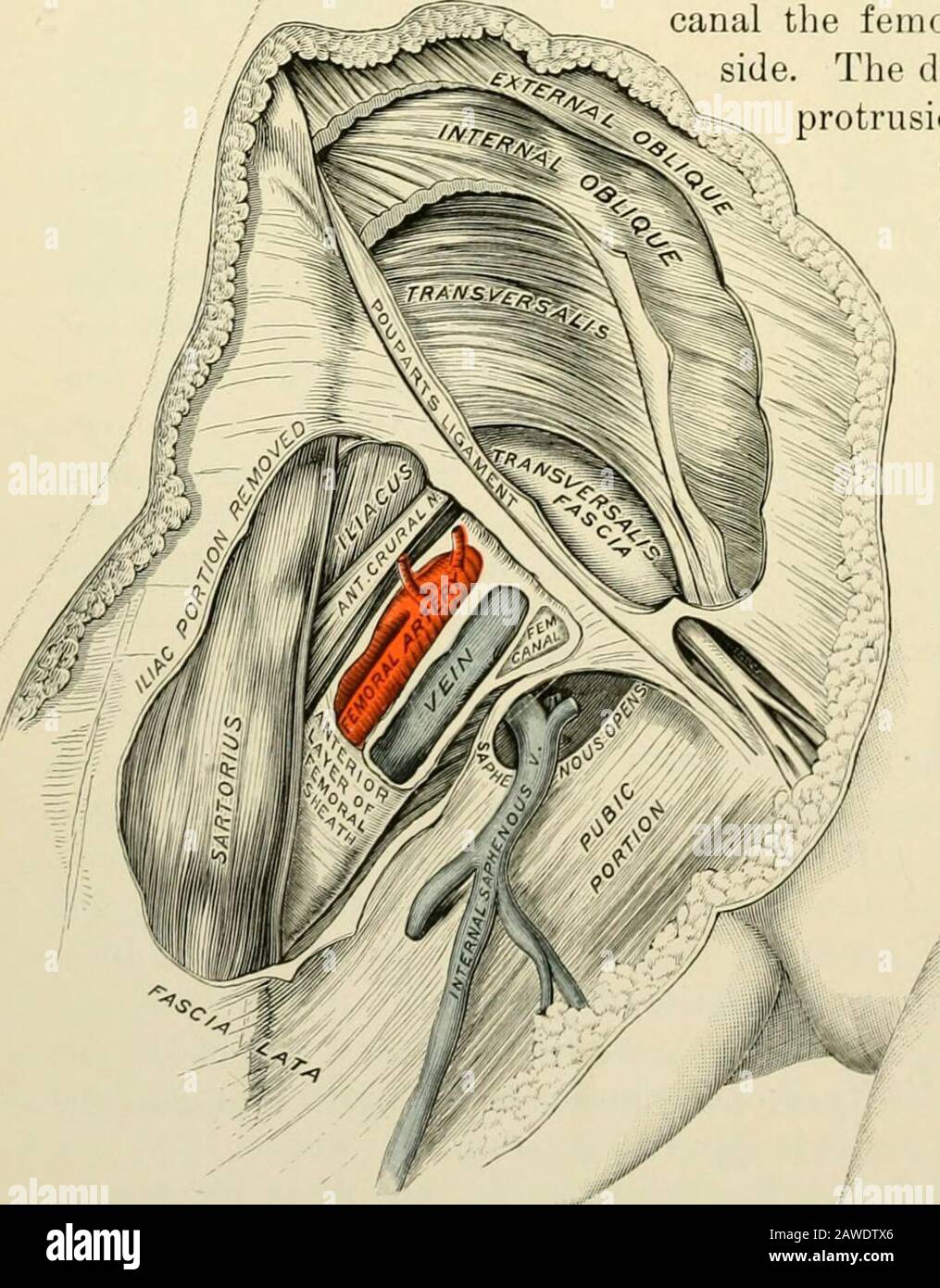 Operative surgery . are, within, Gimber-nats ligament, and without, the ...