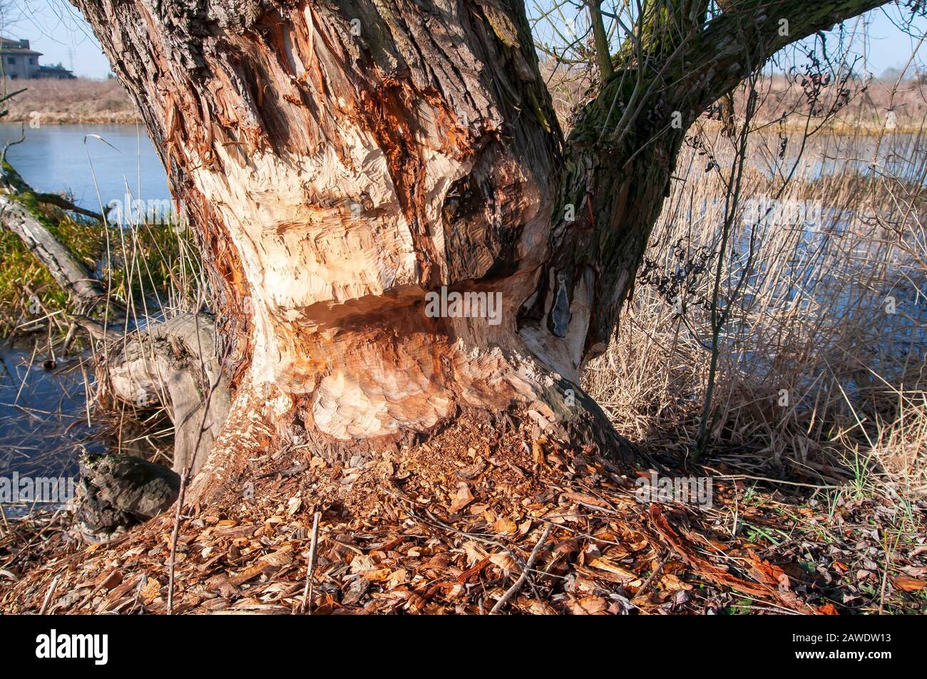 Gnawed Trees, Tree cut by eurasian beaver, Beaver damage Stock Photo ...