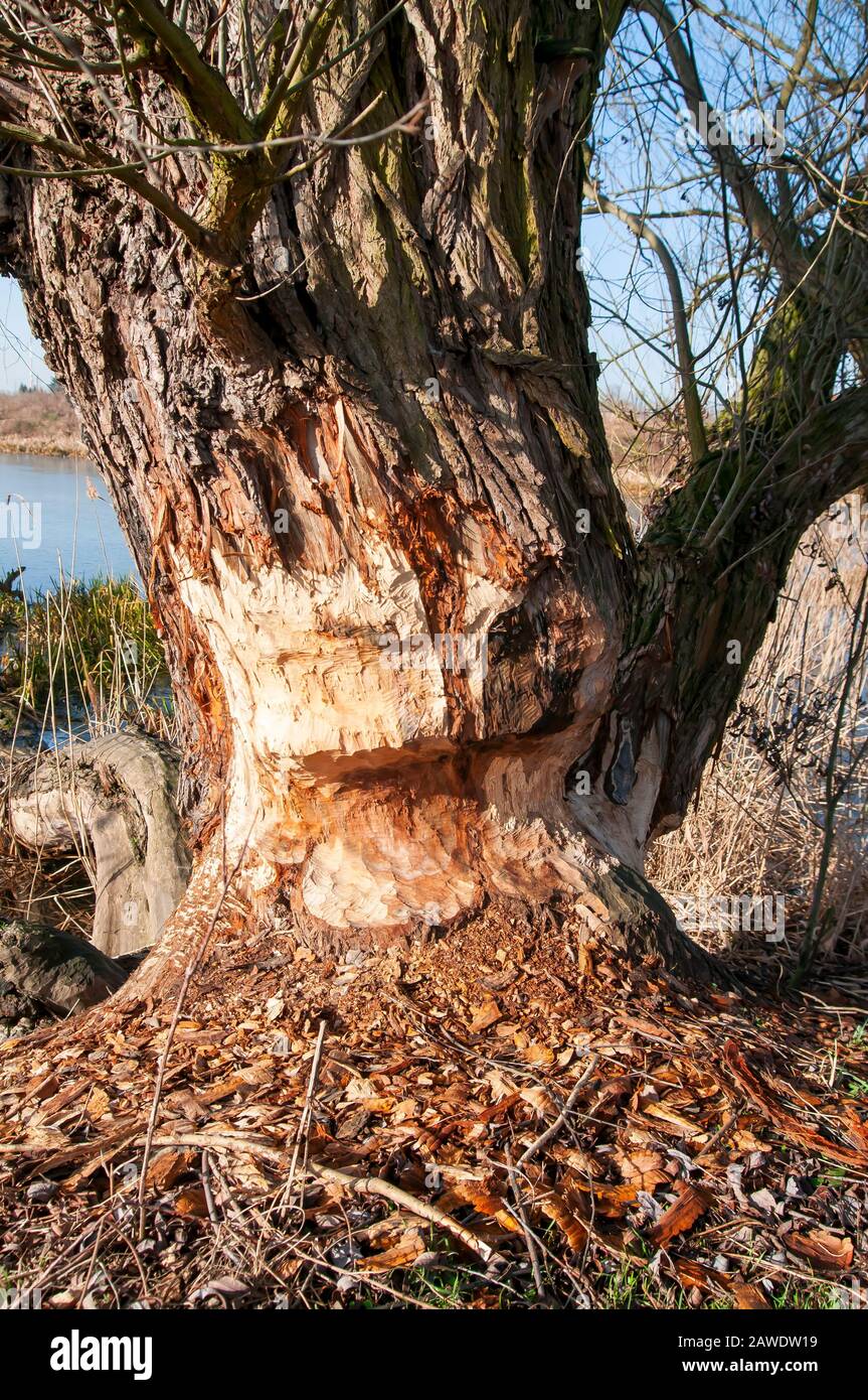 Beaver cut trees hi-res stock photography and images - Alamy
