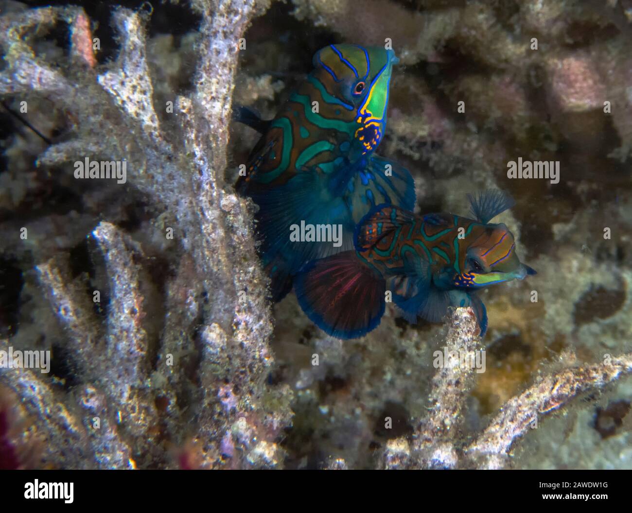 Mandarin fish hi-res stock photography and images - Alamy