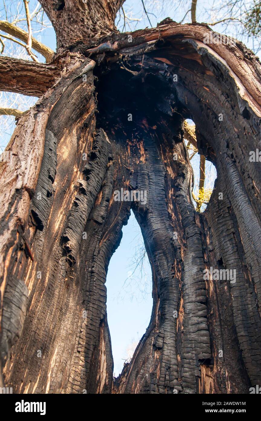 Giant willow tree burnt inside, Hollow trunk still alive. View from ...