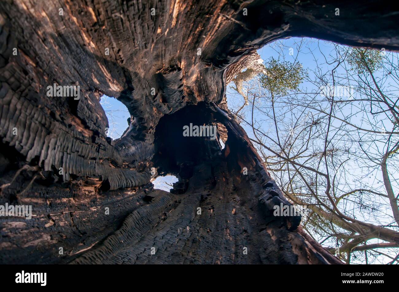 Giant willow tree burnt inside, Hollow trunk still alive. View from ...