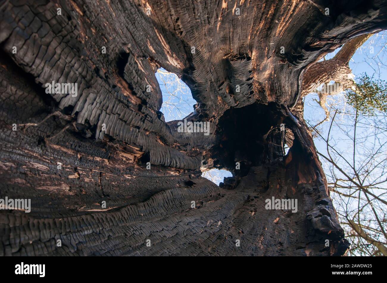 Giant willow tree burnt inside, Hollow trunk still alive. View from ...