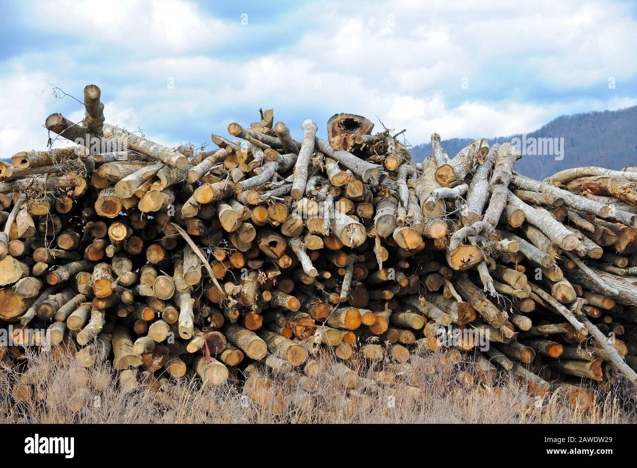 Pile of Fresh Cut Timber at a Sawmill Stock Photo - Alamy