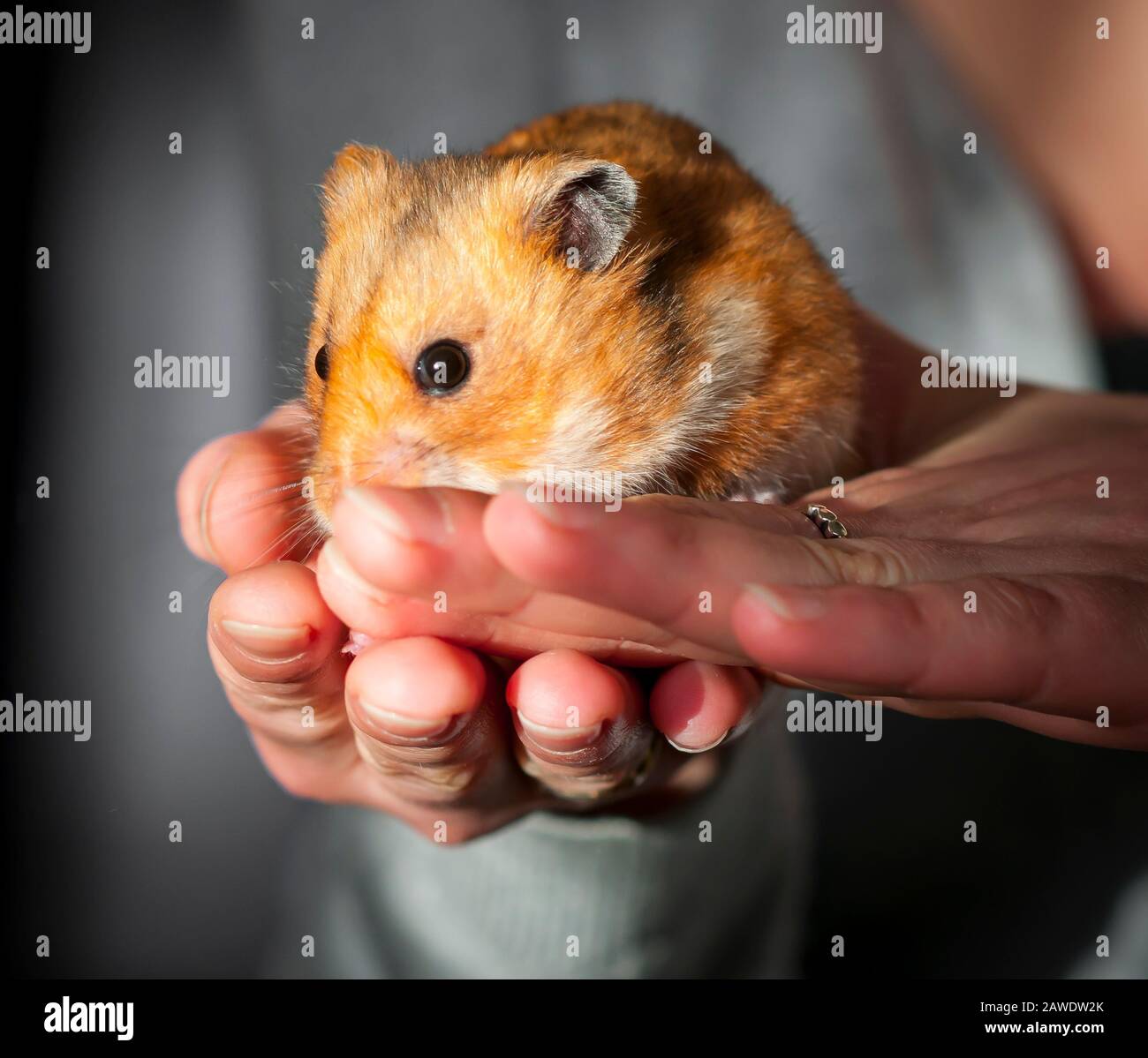 Syrian hamster (Mesocricetus auratus) Golden hamster sitting on a woman ...