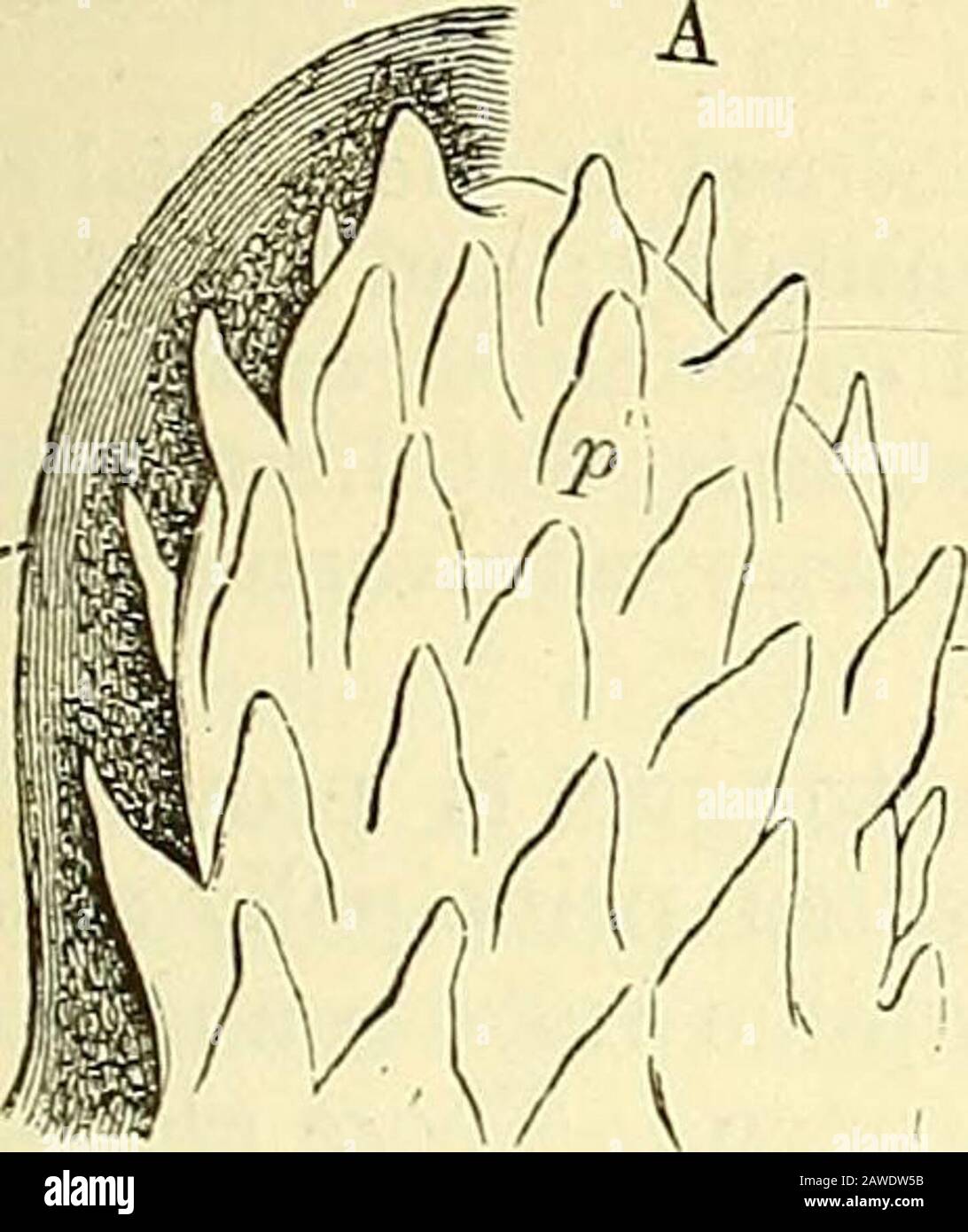 Conical papillae hi-res stock photography and images - Alamy