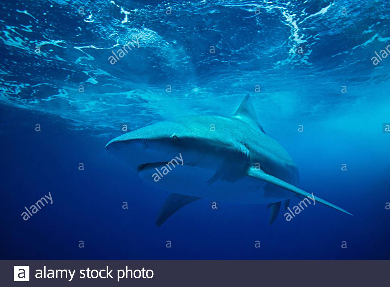 Bull Bays High Resolution Stock Photography and Images - Alamy