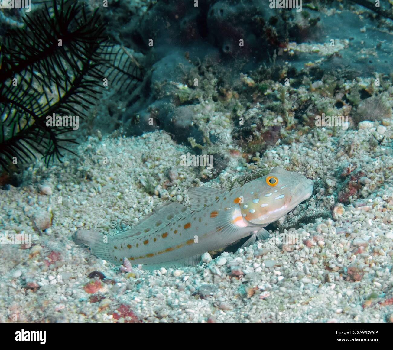 Orange spotted shrimp goby hi-res stock photography and images - Alamy