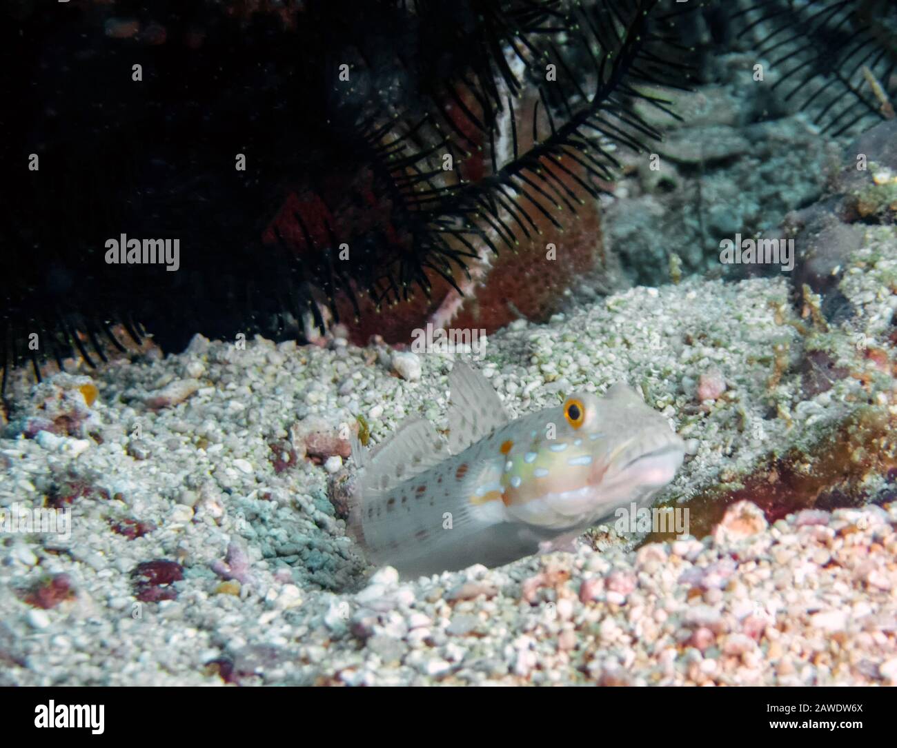 Orange spotted shrimp goby hi-res stock photography and images - Alamy