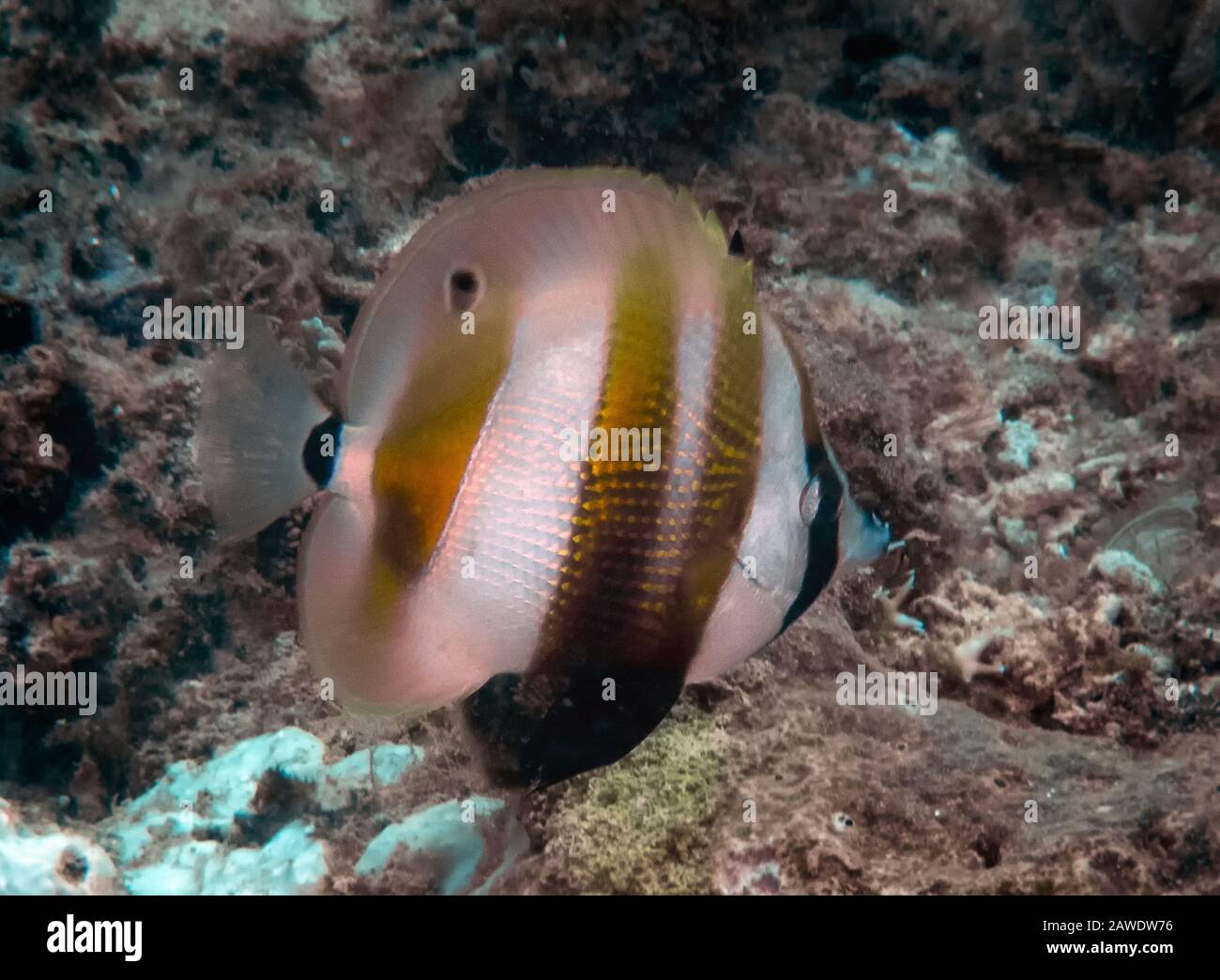 An Orange-banded Coralfish (Coradion chrysozonus Stock Photo - Alamy