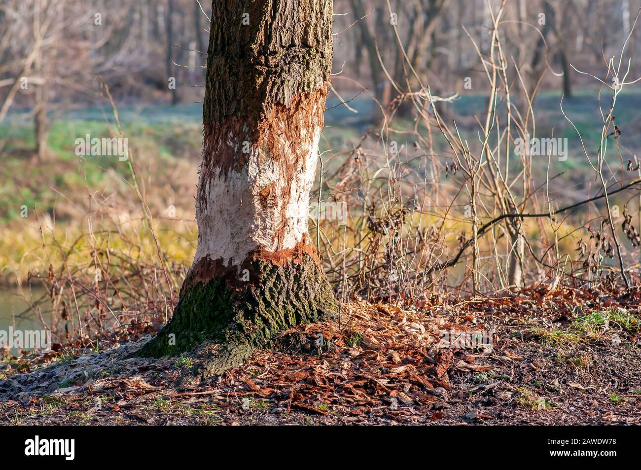 Gnawed Trees, Tree cut by eurasian beaver, Beaver damage Stock Photo ...