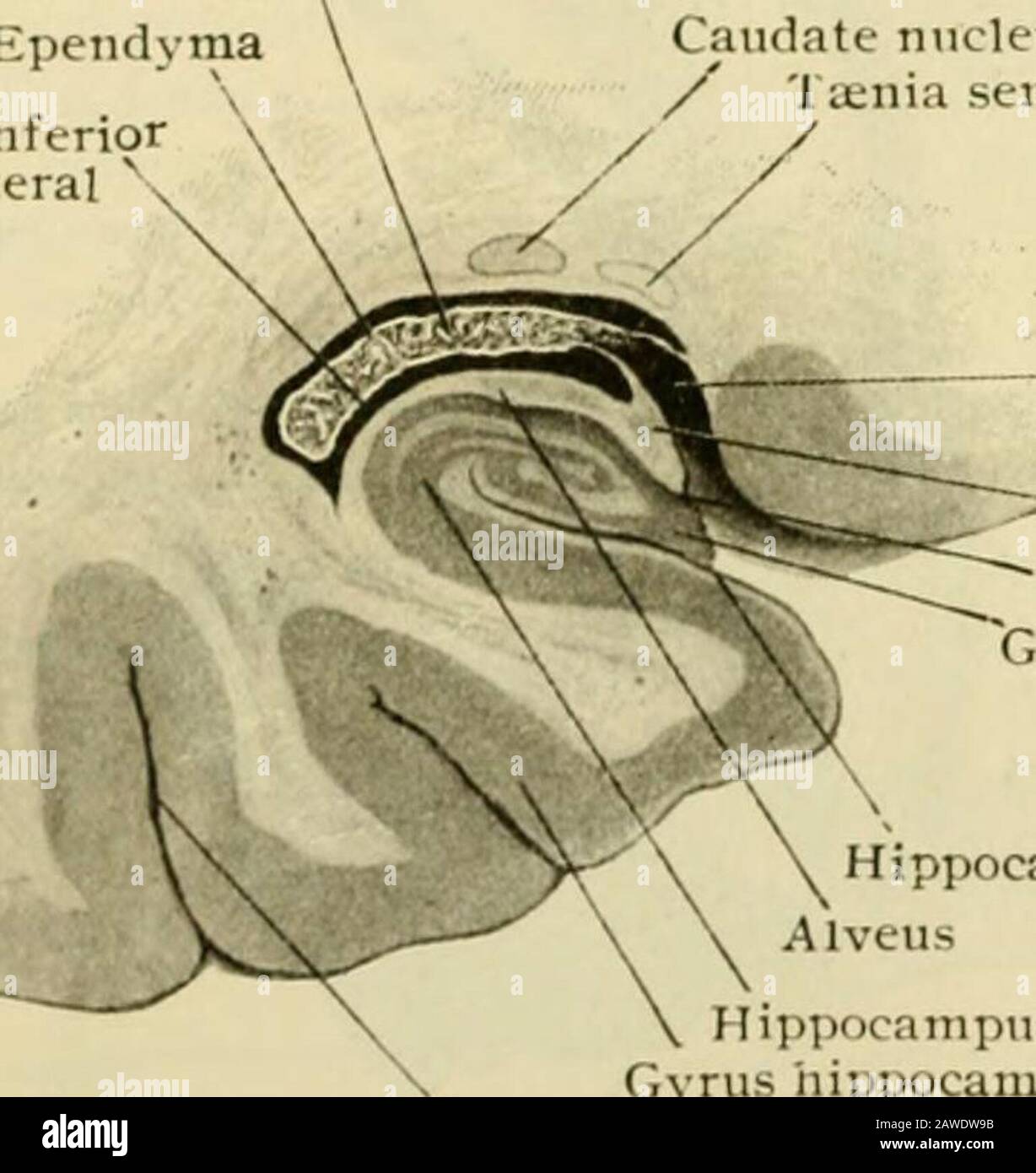 Human anatomy, including structure and development and practical ...