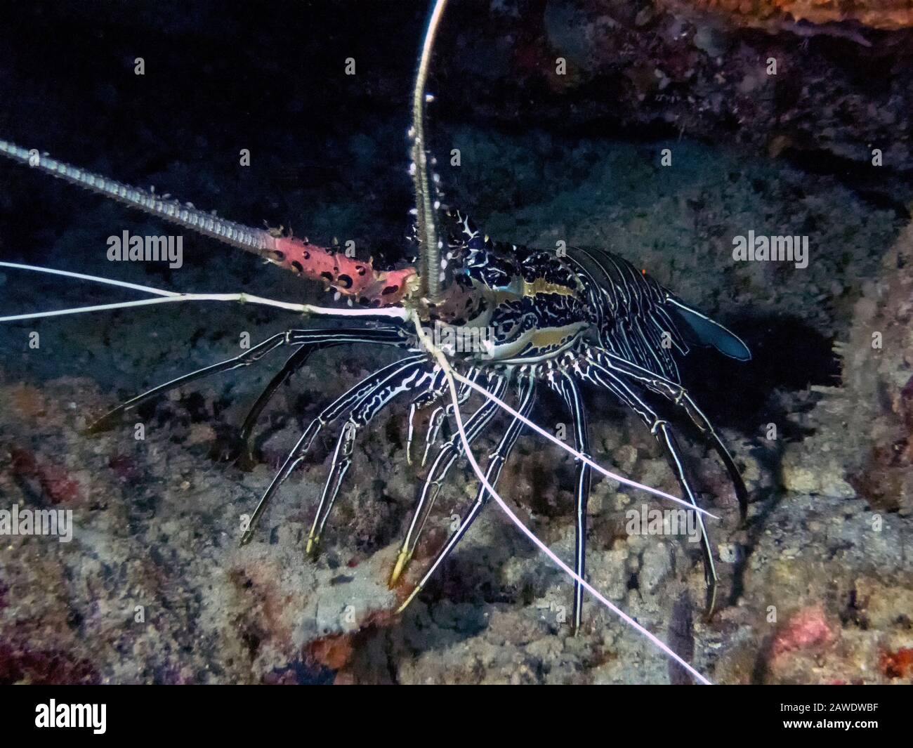 Painted Spiny Lobster (Panulirus versicolor Stock Photo - Alamy