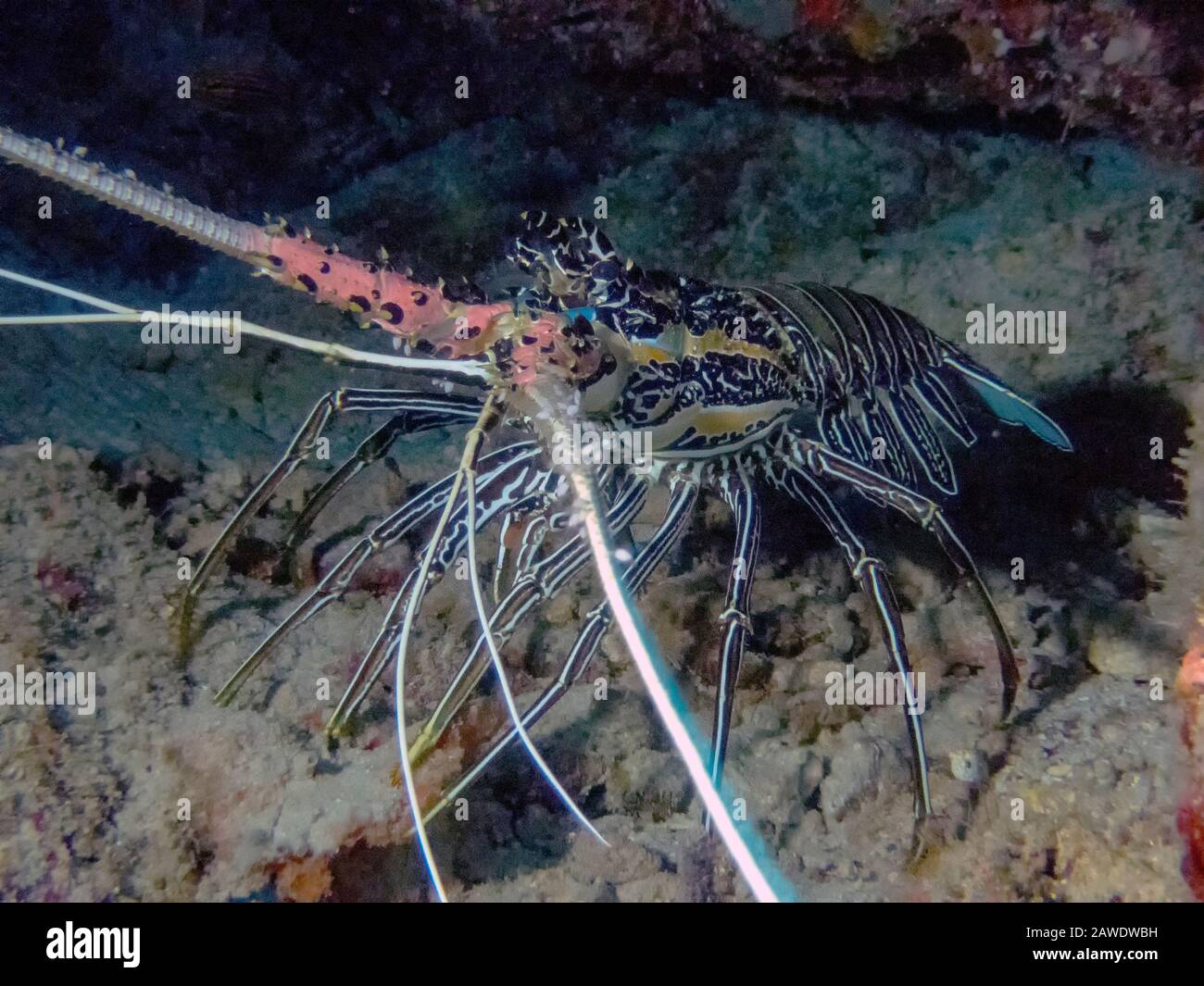 Painted Spiny Lobster (Panulirus versicolor Stock Photo - Alamy