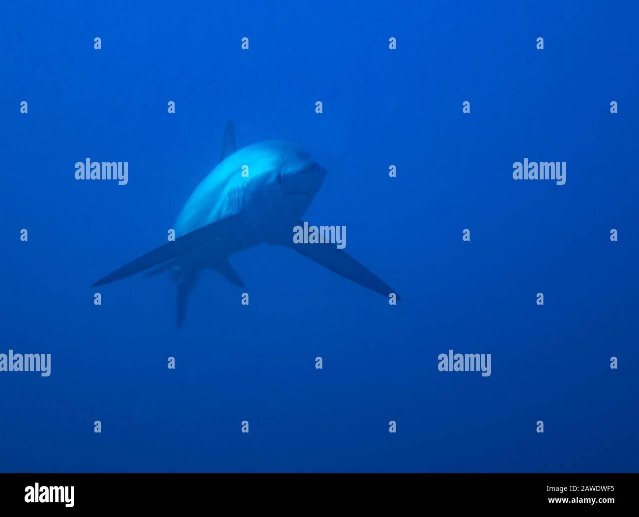 Pelagic Thresher Shark (Alopias pelagicus Stock Photo - Alamy