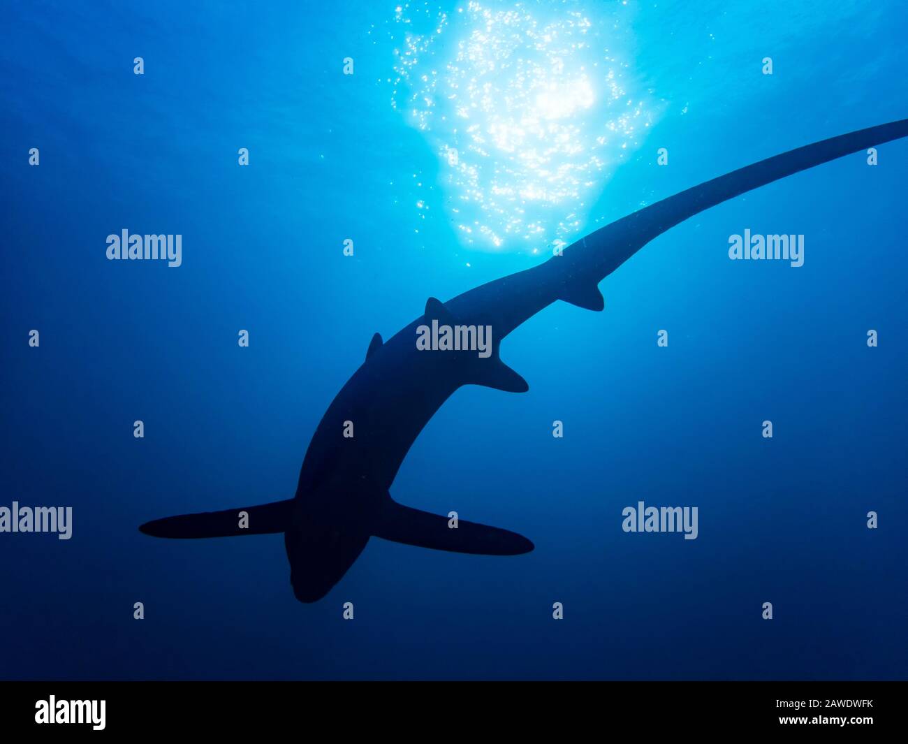 Pelagic Thresher Shark (Alopias pelagicus Stock Photo - Alamy