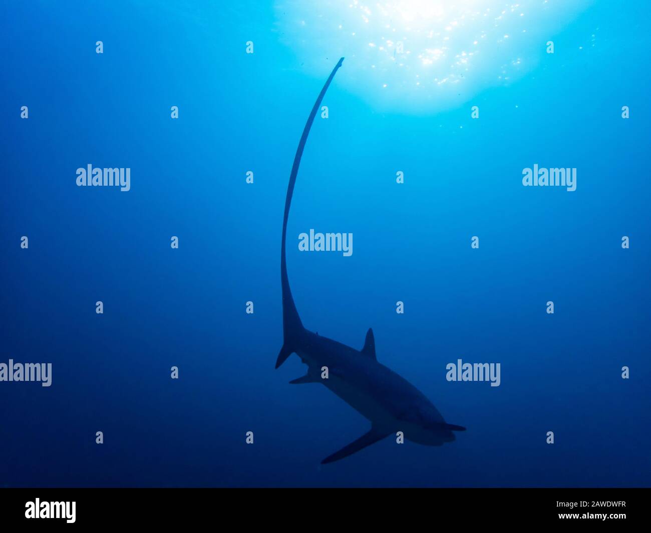 Thresher shark hi-res stock photography and images - Alamy