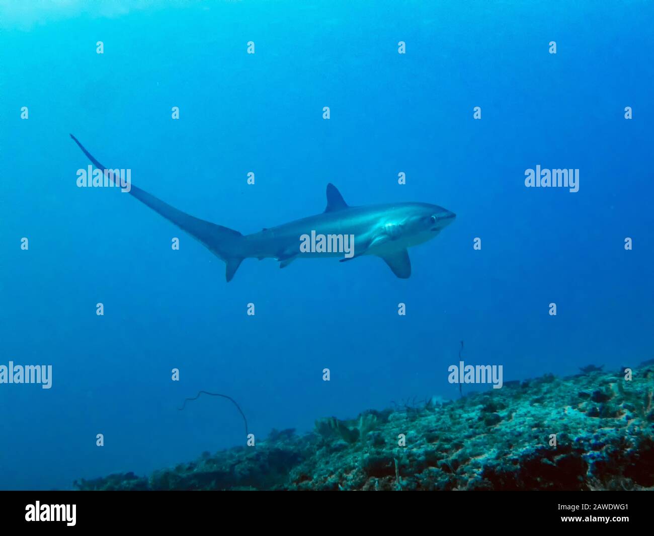 Pelagic Thresher Shark (Alopias pelagicus Stock Photo - Alamy