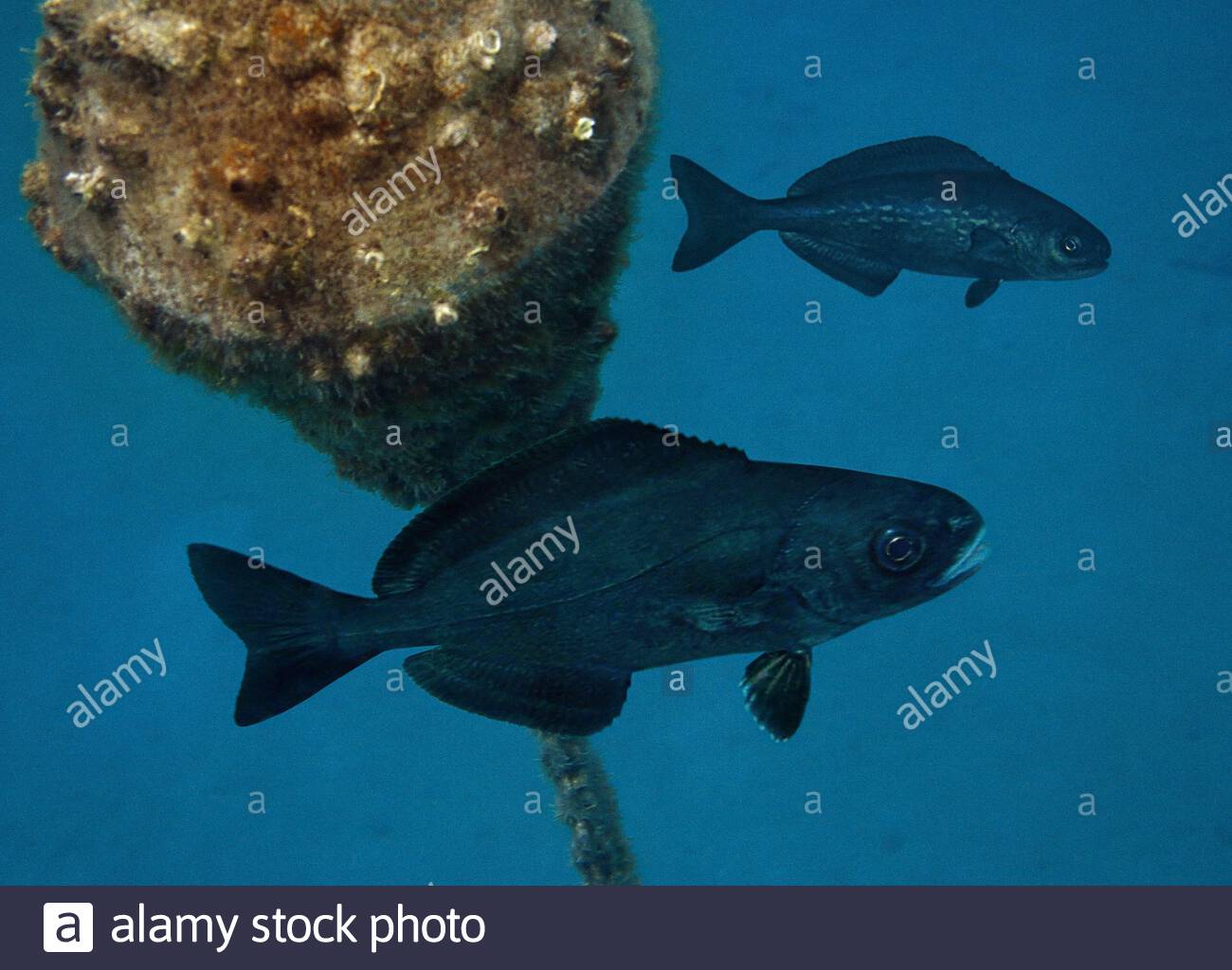 Pelagic Fish Species High Resolution Stock Photography and Images - Alamy