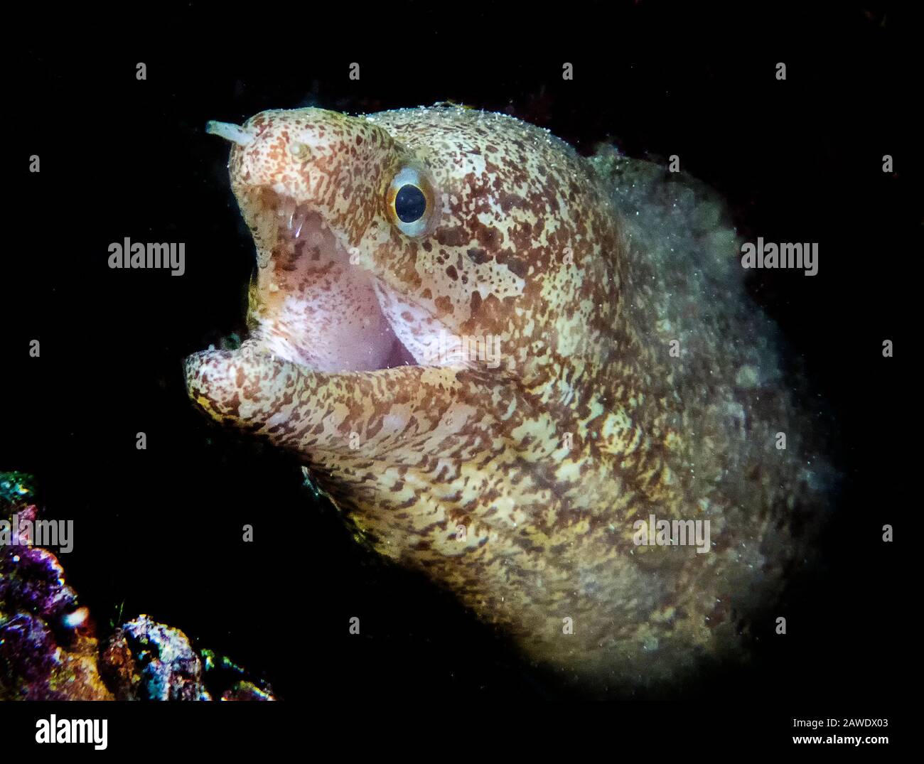 A Barred-fin Moray Eel (Gymnothorax zonipectis Stock Photo - Alamy