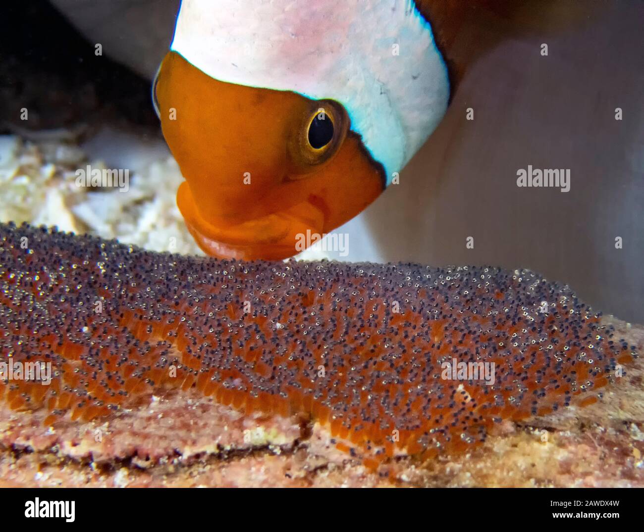 Saddleback Clownfish (Amphiprion polymnus) looking after their eggs ...