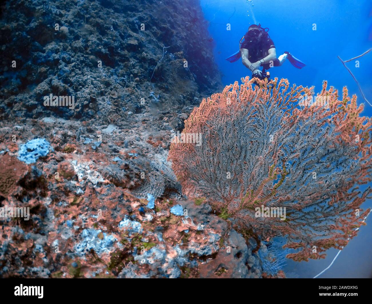 Large Sea Fan coral in El Nido, Philippines Stock Photo - Alamy