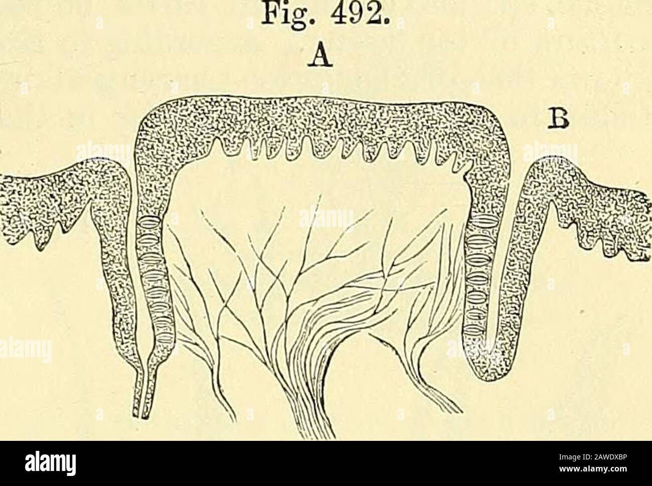 Fossa cone hi-res stock photography and images - Alamy