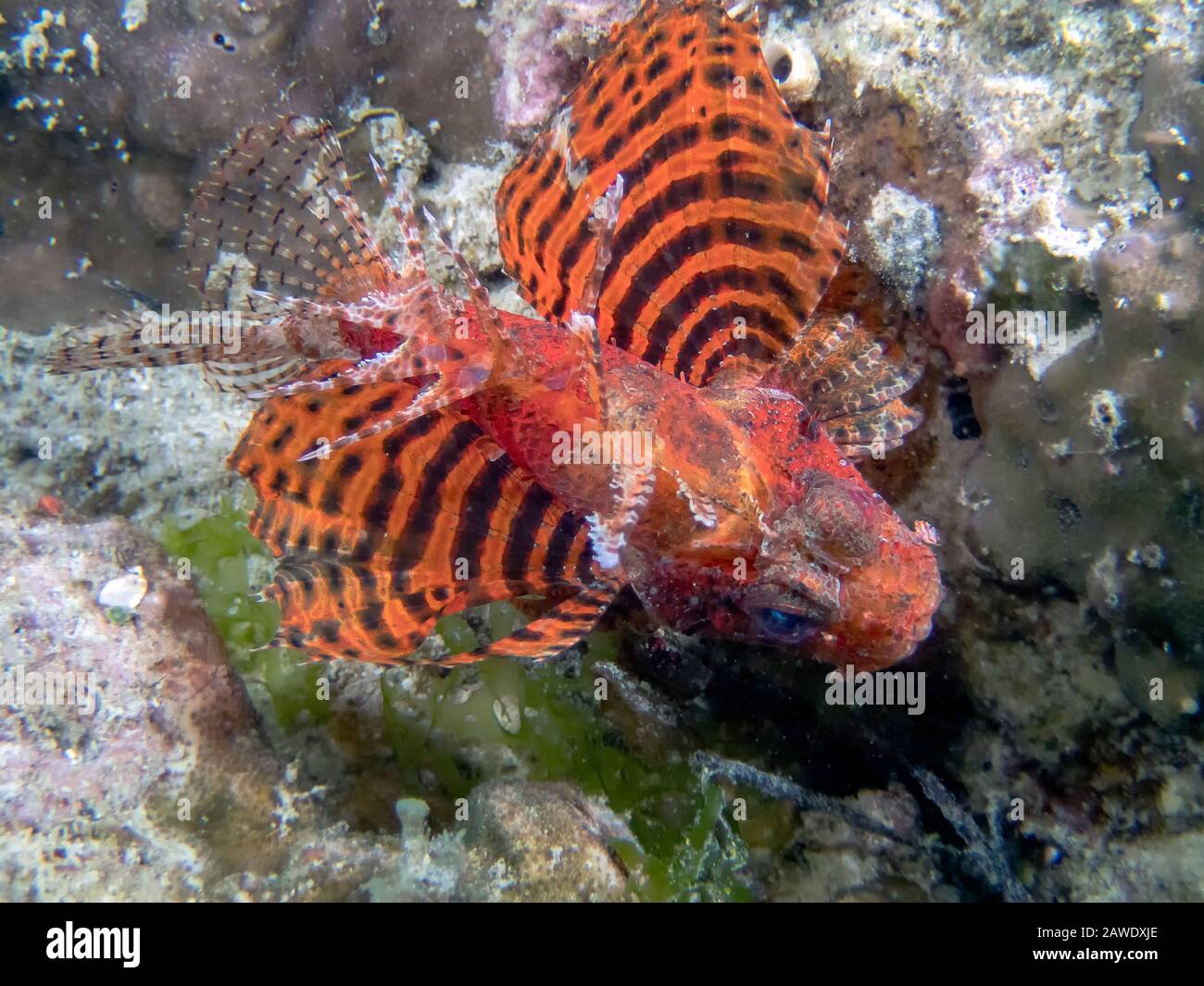 A Shortfin Lionfish (Dendrochirus brachypterus Stock Photo - Alamy
