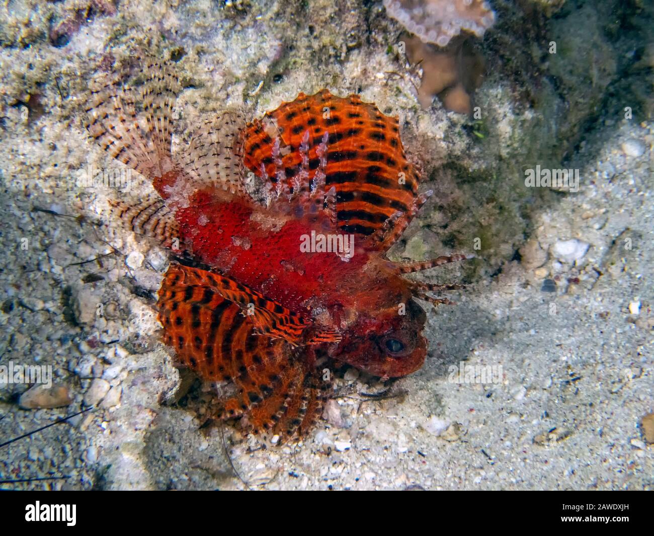 A Shortfin Lionfish (Dendrochirus brachypterus Stock Photo - Alamy