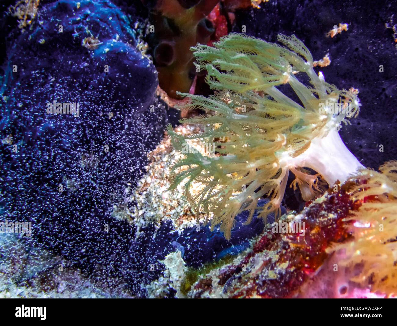 Small Fry - Juvenile fish sheltering near soft coral Stock Photo - Alamy