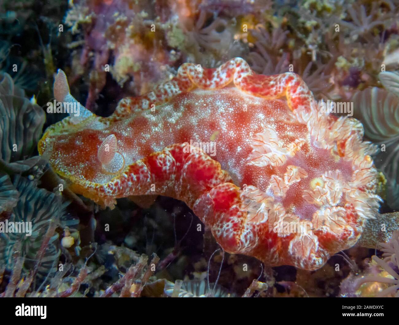 A Spanish Dancer (Hexabranchus sanguineus Stock Photo - Alamy