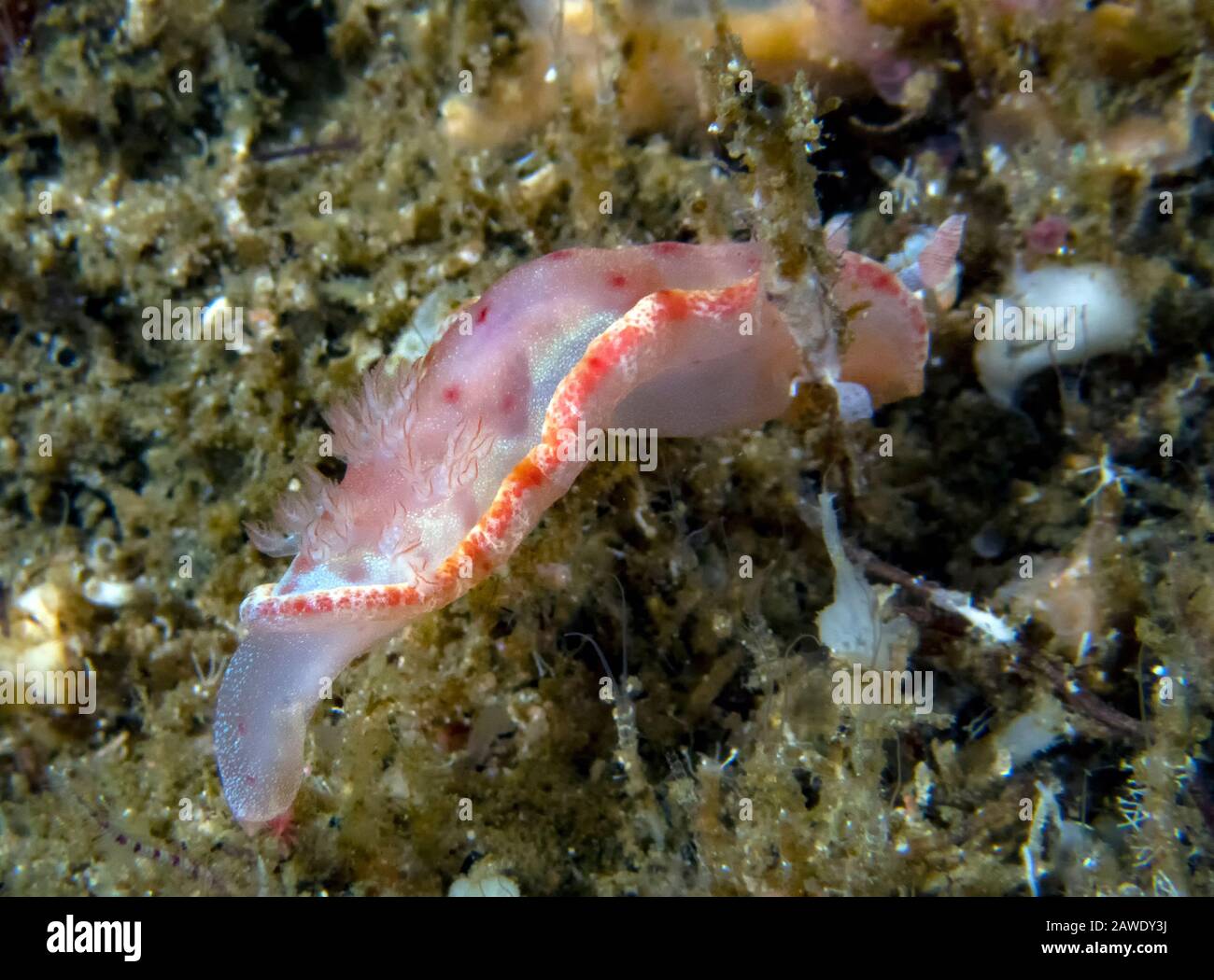Juvenile Spanish Dancer (Hexabranchus sanguineus Stock Photo - Alamy