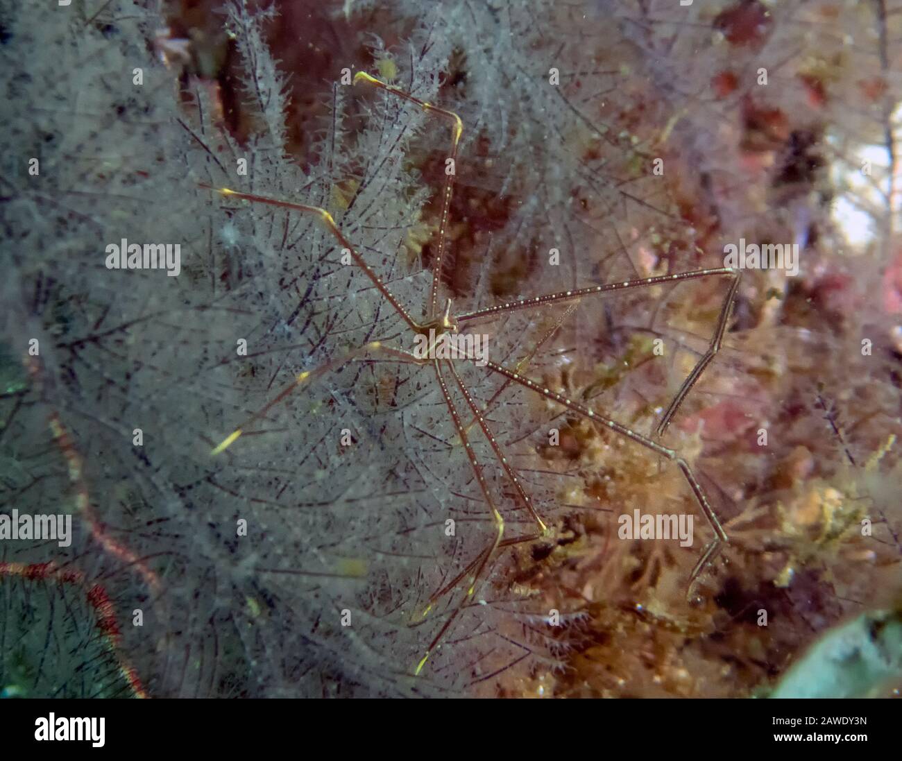 Spider Squat Lobster (Chirostylus dolichopus Stock Photo - Alamy