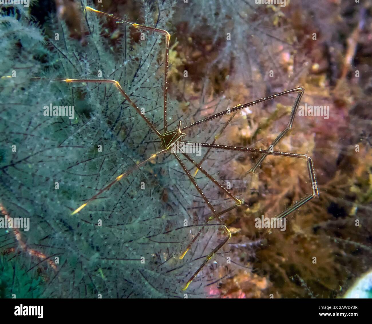 Spider Squat Lobster (Chirostylus dolichopus Stock Photo - Alamy