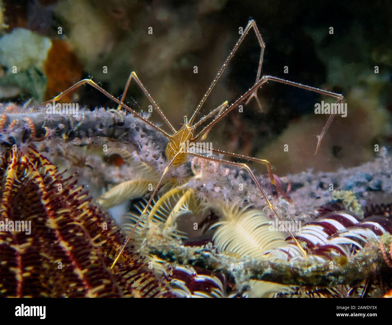 Spider Squat Lobster (Chirostylus dolichopus Stock Photo - Alamy