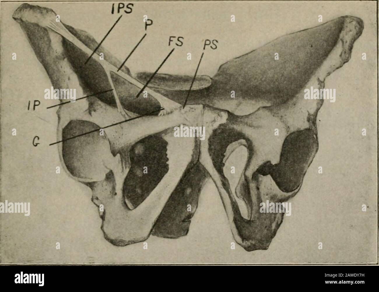 Plicae High Resolution Stock Photography and Images - Alamy