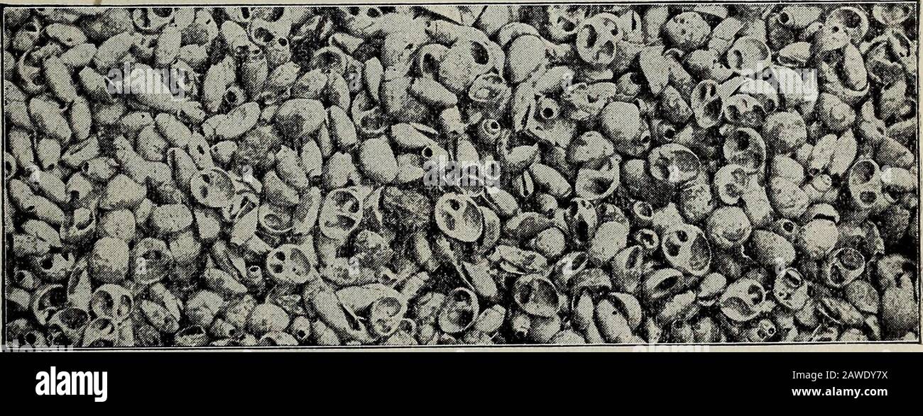 Ohio archæological and historical quarterly . Fig. 72 — Large pearls ...