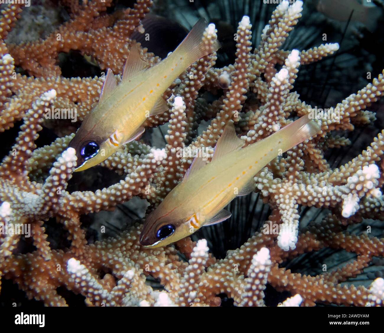 Spotgill Cardinalfish (Apogon chrysopomus) in the Philippines Stock ...