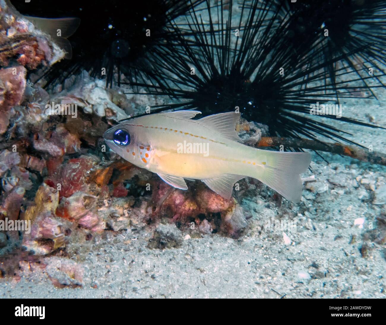 Spotgill Cardinalfish (Apogon chrysopomus) in the Philippines Stock ...