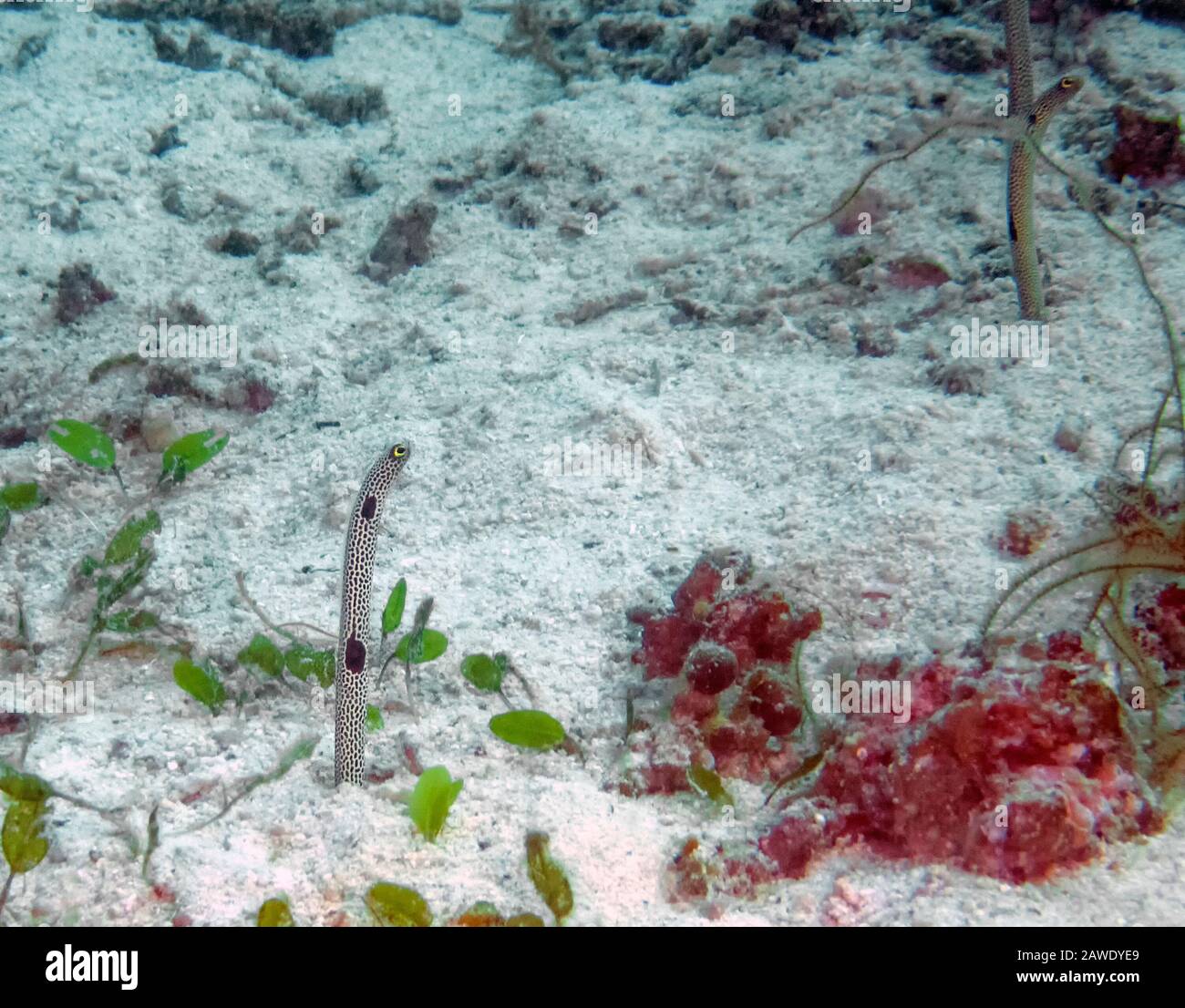 Spotted Garden Eel (Heteroconger hassi Stock Photo - Alamy