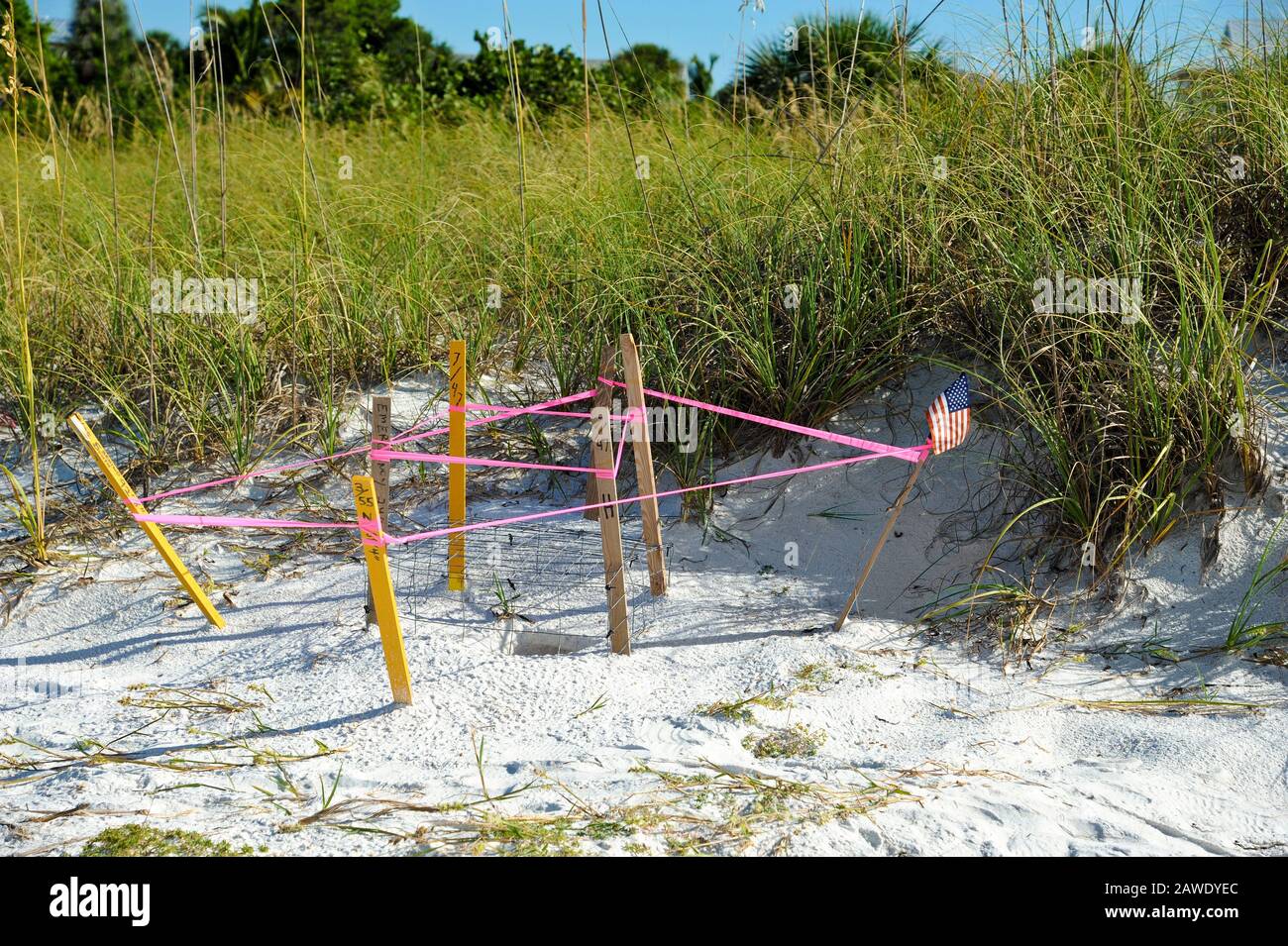 Protected turtle nest on the beach of Anna Maria, Florida Stock Photo ...