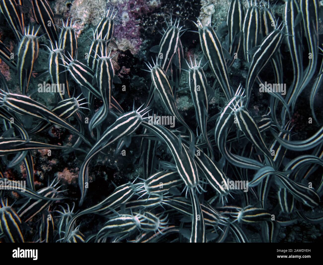 Striped Eel Catfish (Plotosus lineatus Stock Photo - Alamy