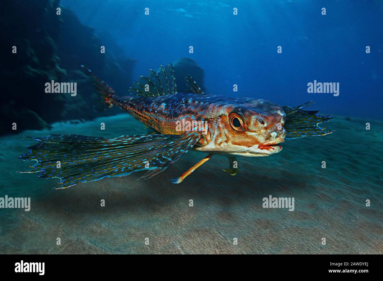 Flying Gurnard Fish High Resolution Stock Photography and Images - Alamy