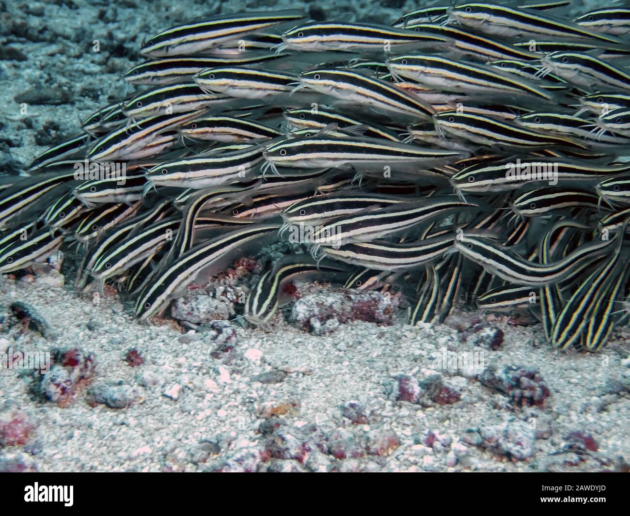Striped Eel Catfish (Plotosus lineatus Stock Photo - Alamy