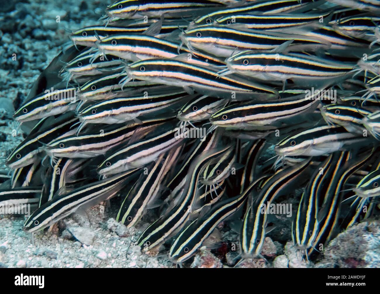 Striped Eel Catfish (Plotosus lineatus Stock Photo - Alamy
