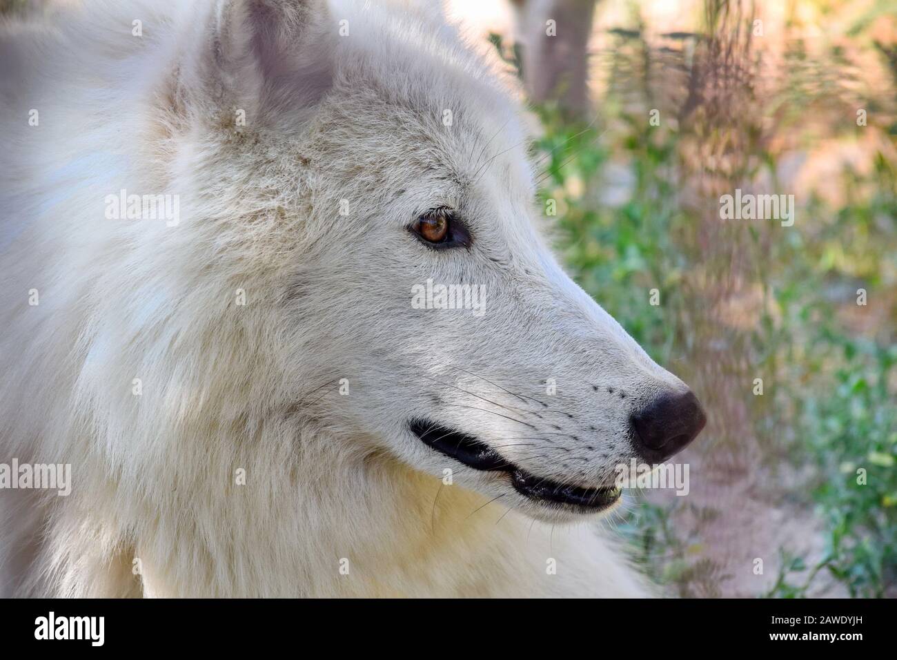 White Arctic Wolf Head Close Up Stock Photo - Alamy