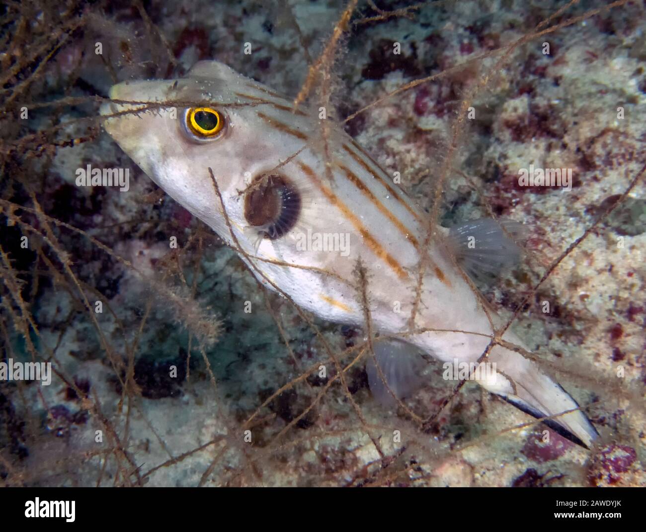 A Striped Puffer (Arothron manilensis Stock Photo - Alamy